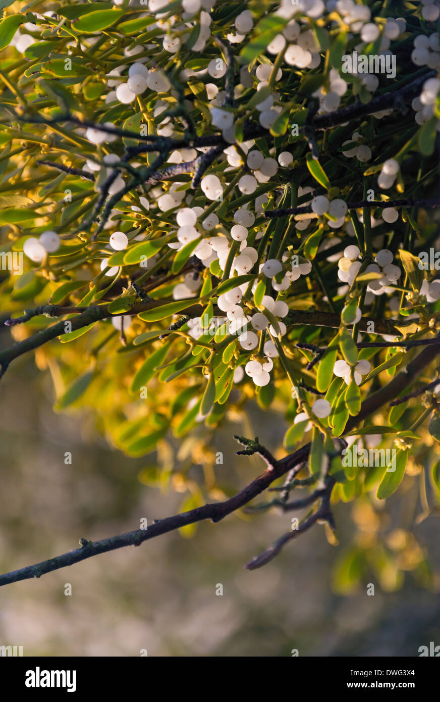 Close up mistletoe hi-res stock photography and images - Alamy