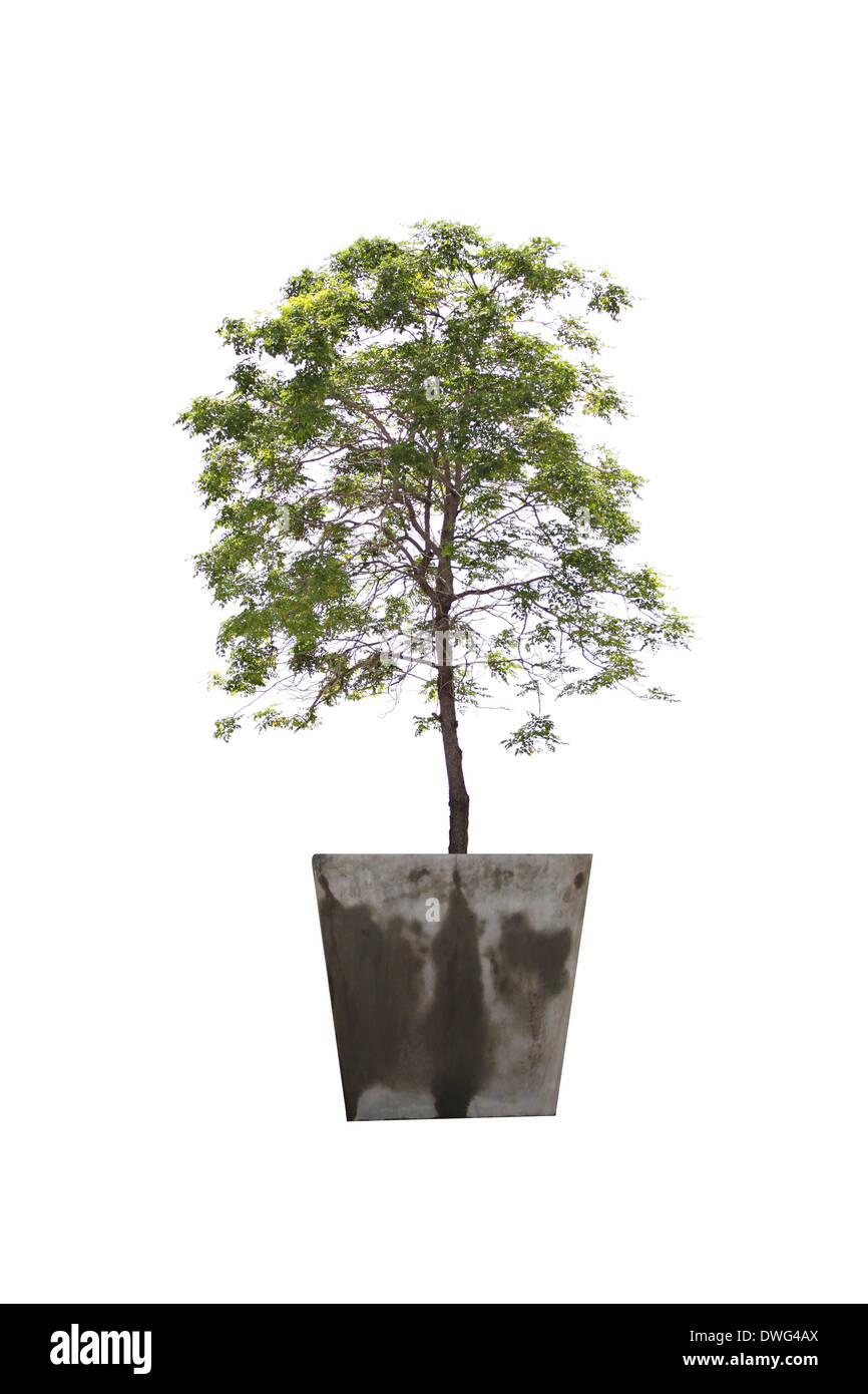 Tree in potted on white background Stock Photo - Alamy