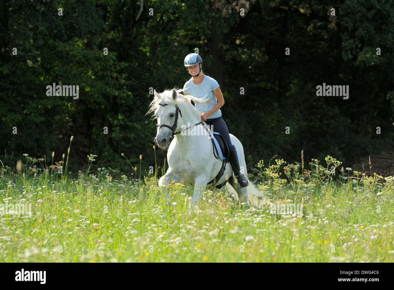 Grey stallion horse rider riding hi-res stock photography and images ...
