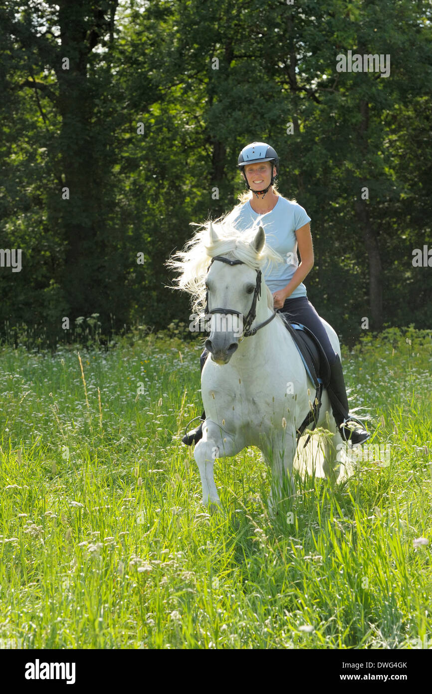 Grey stallion horse rider riding hi-res stock photography and images ...