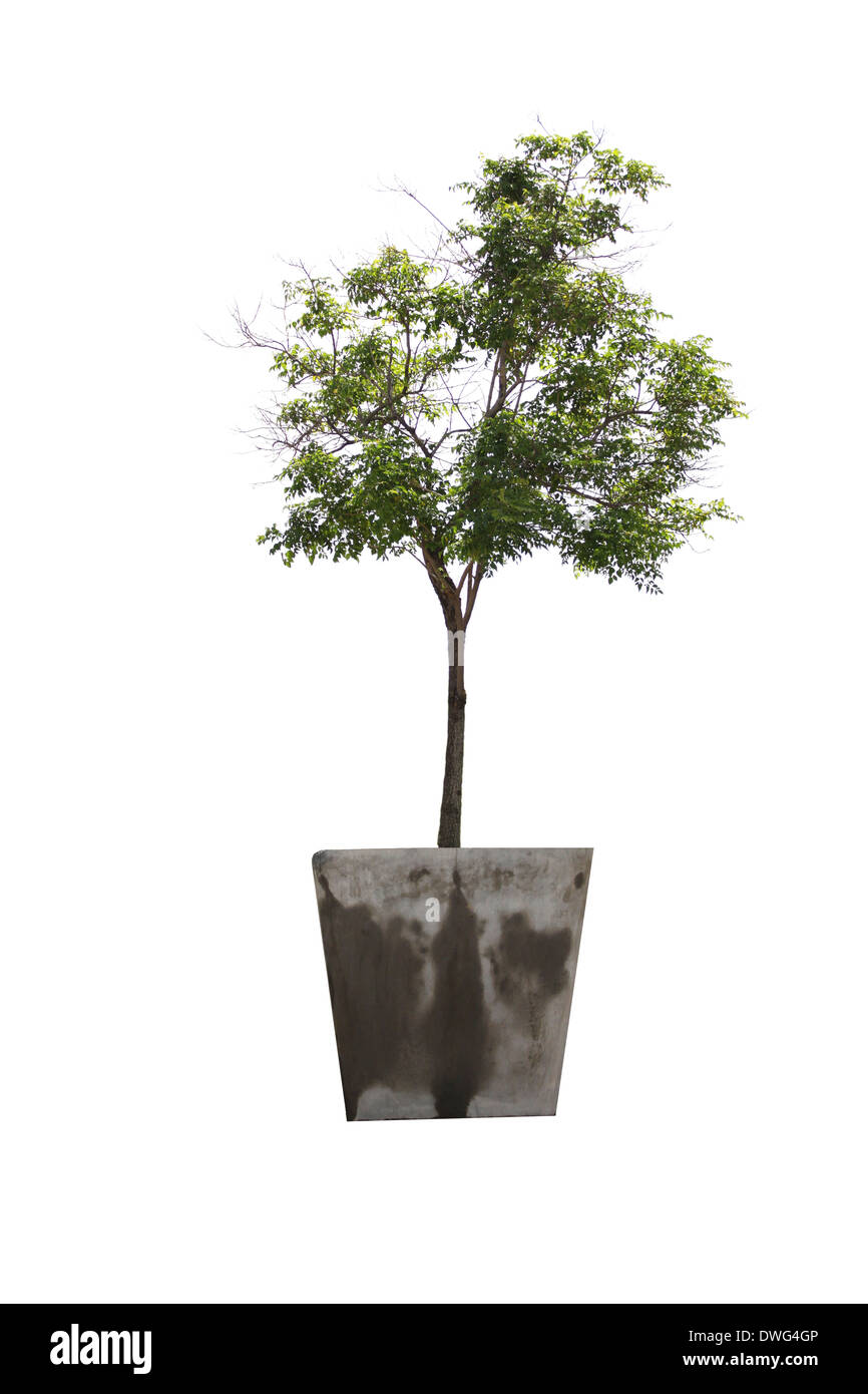Tree in potted on white background Stock Photo - Alamy