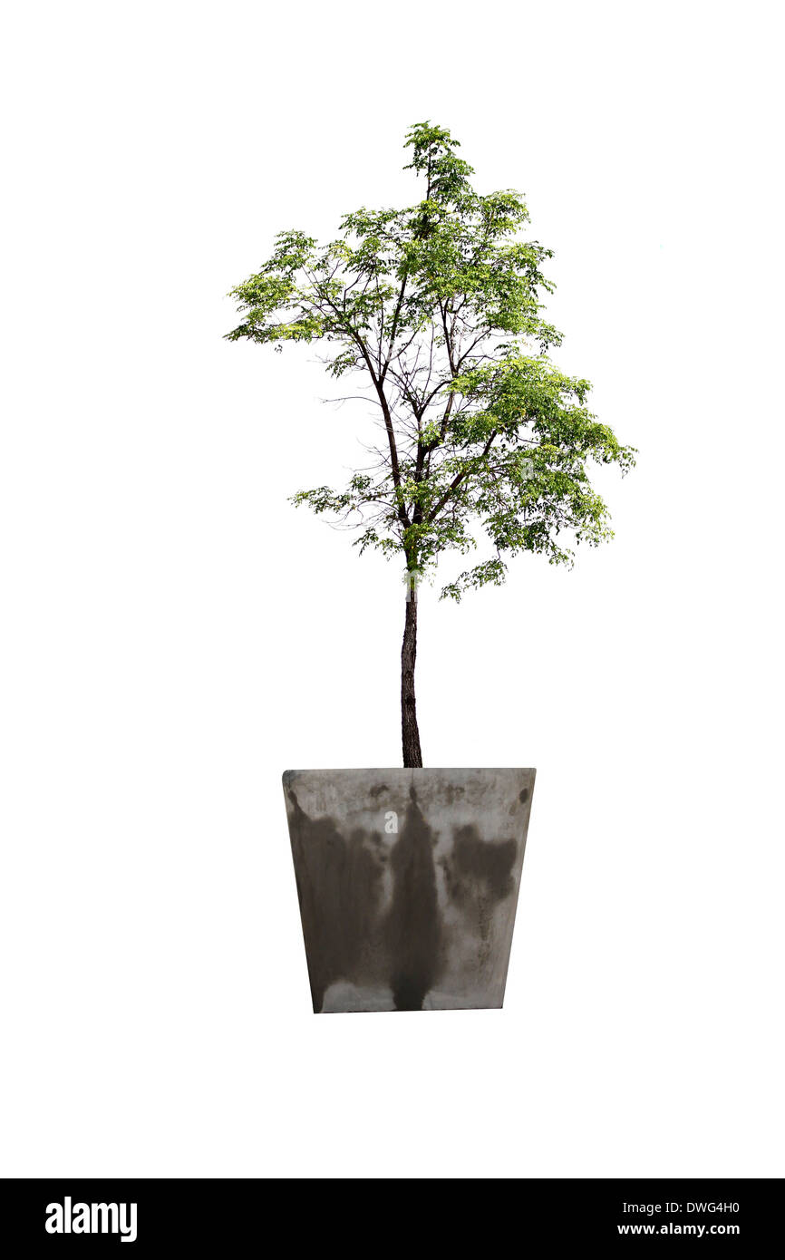 Tree in potted on white background Stock Photo - Alamy