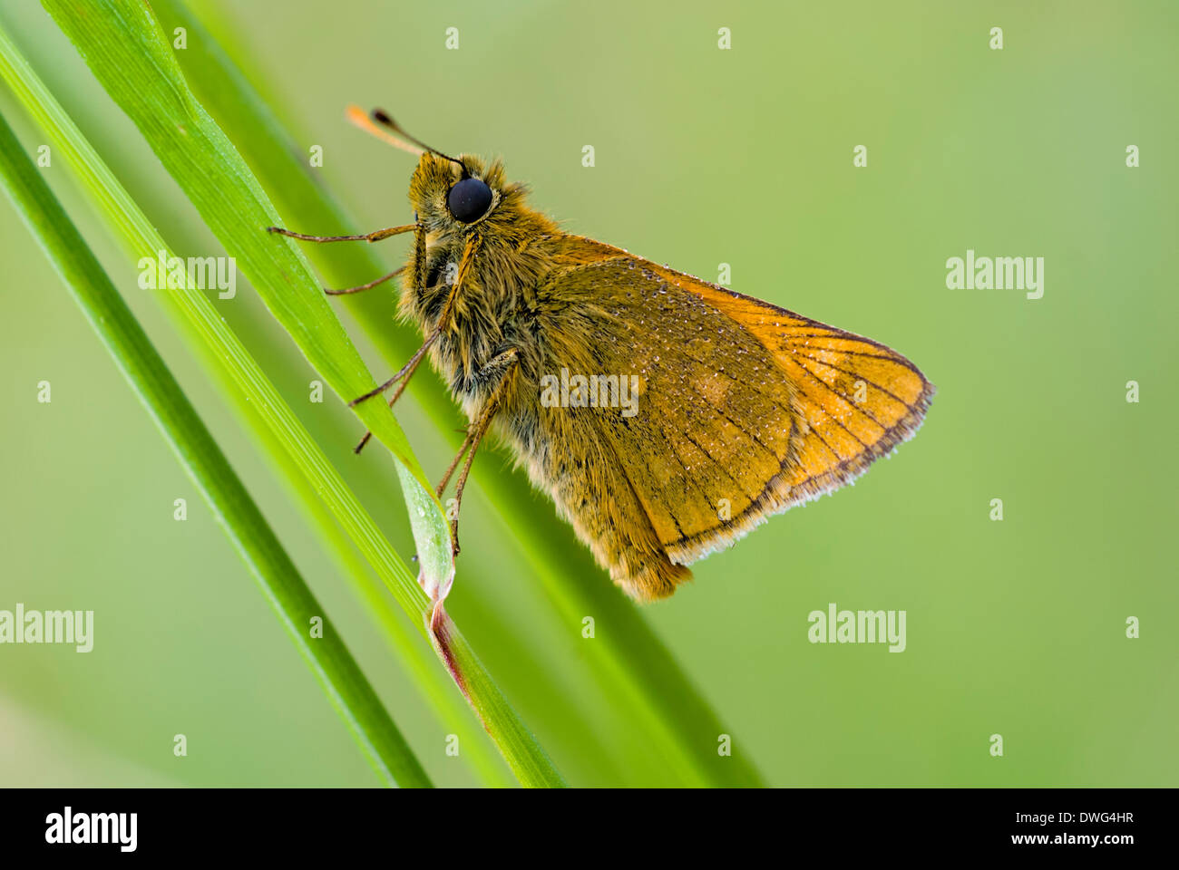 Skipper antenna hi-res stock photography and images - Alamy