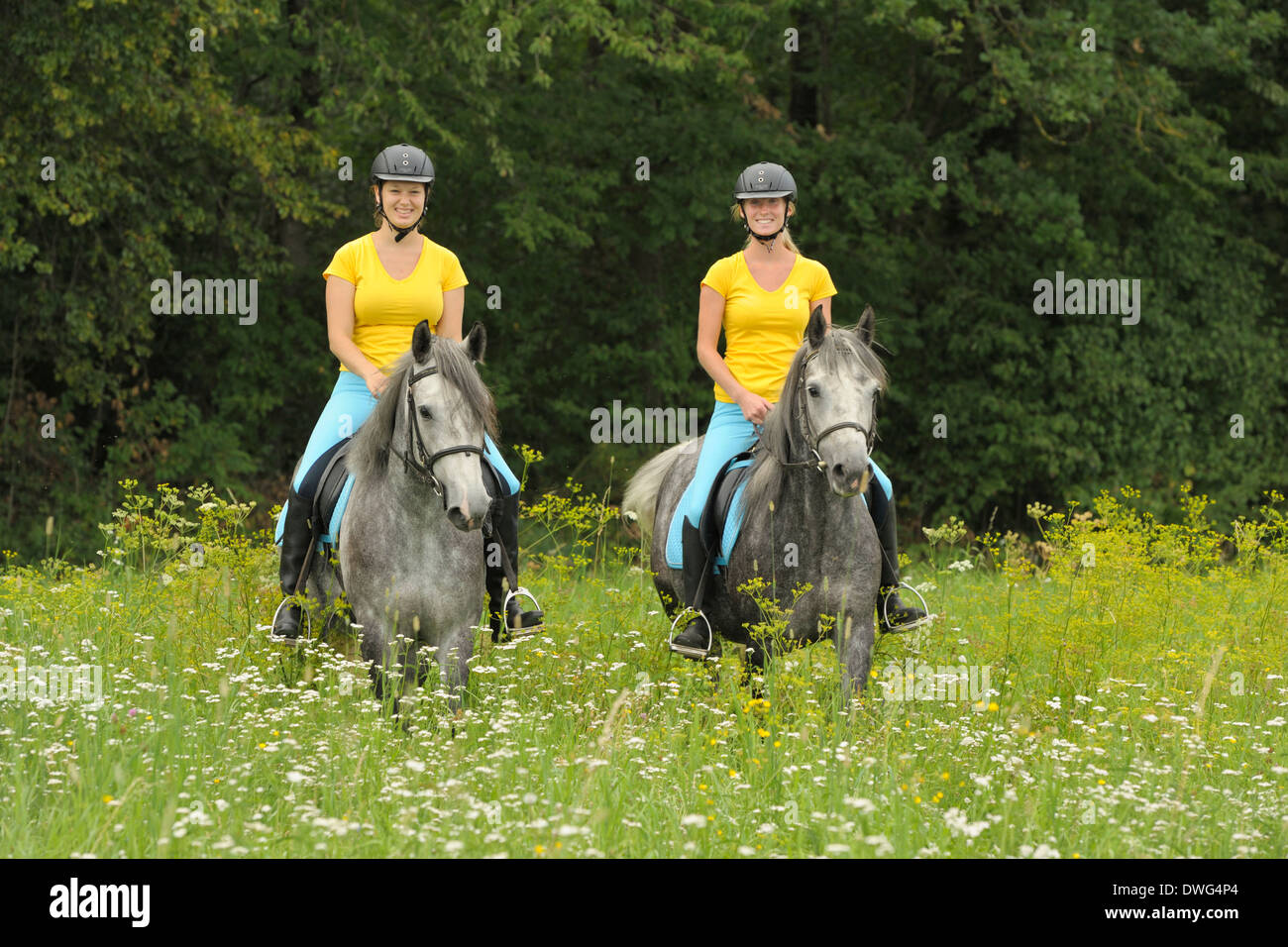 Two horses ponies walking on hi-res stock photography and images - Alamy