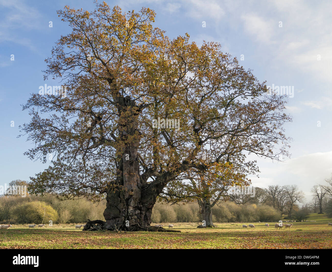 Ancient oak tree, Moccas park, Herefordshire Stock Photo - Alamy