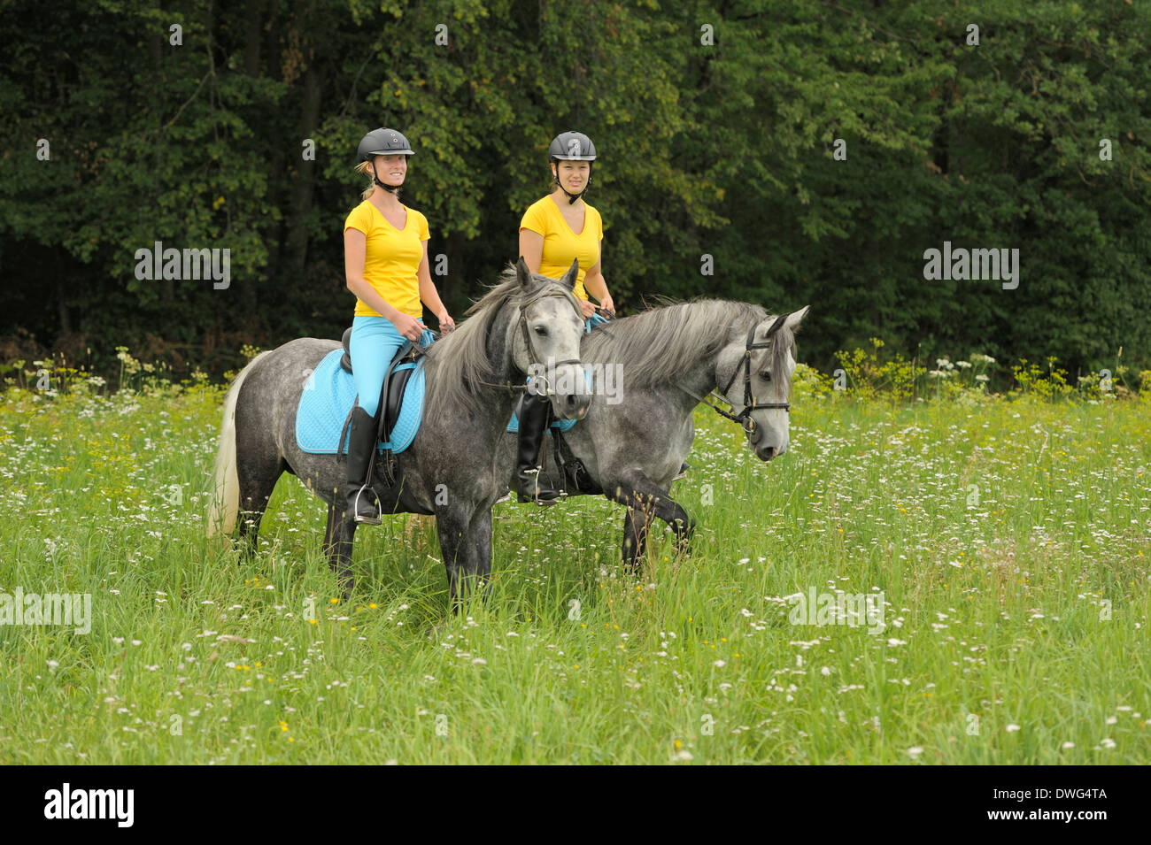 Two horses ponies walking on hi-res stock photography and images - Alamy