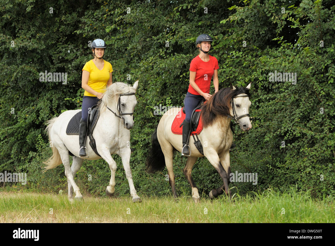 Ride out on back of Connemara ponies Stock Photo - Alamy