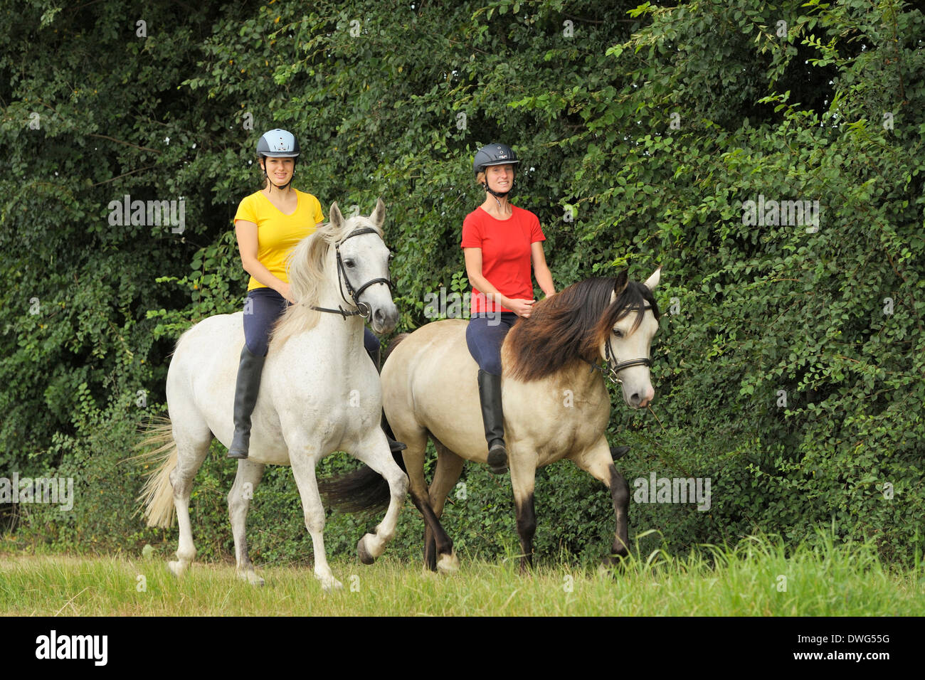Riding bareback on Connemara ponies (trotting Stock Photo - Alamy