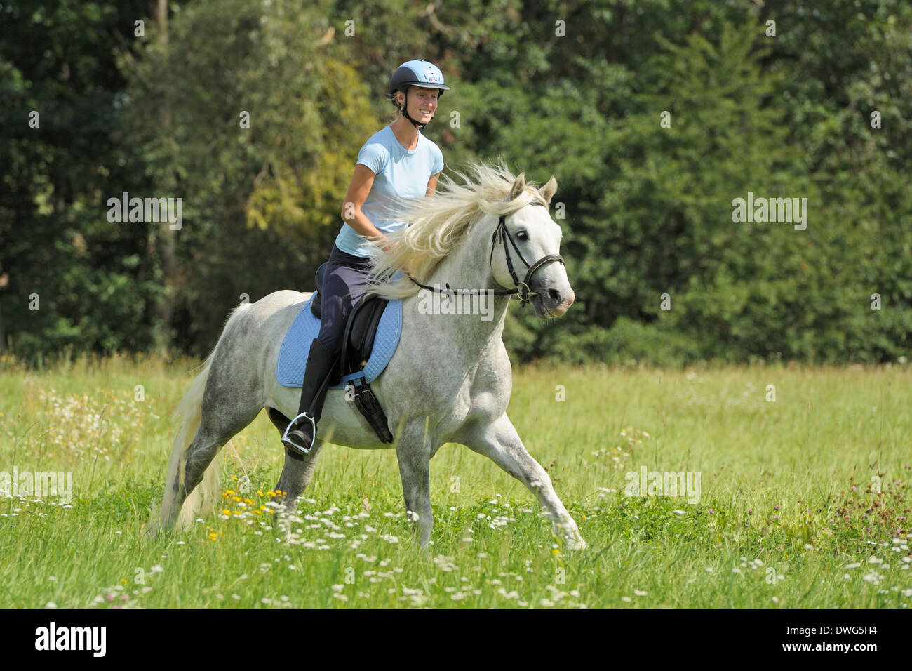 Back stallion hi-res stock photography and images - Alamy