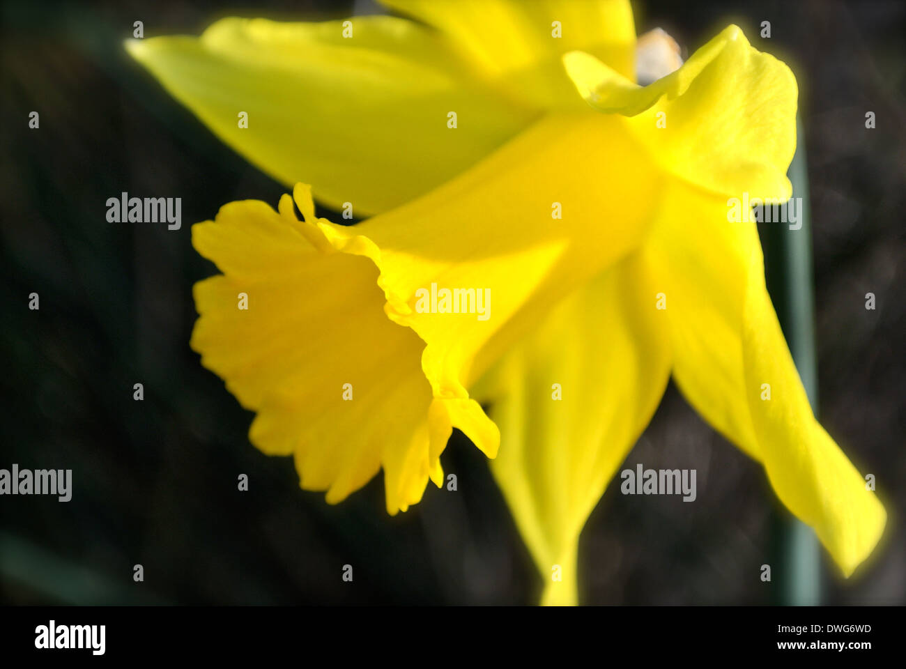 daffodil in spring sunshine Stock Photo - Alamy