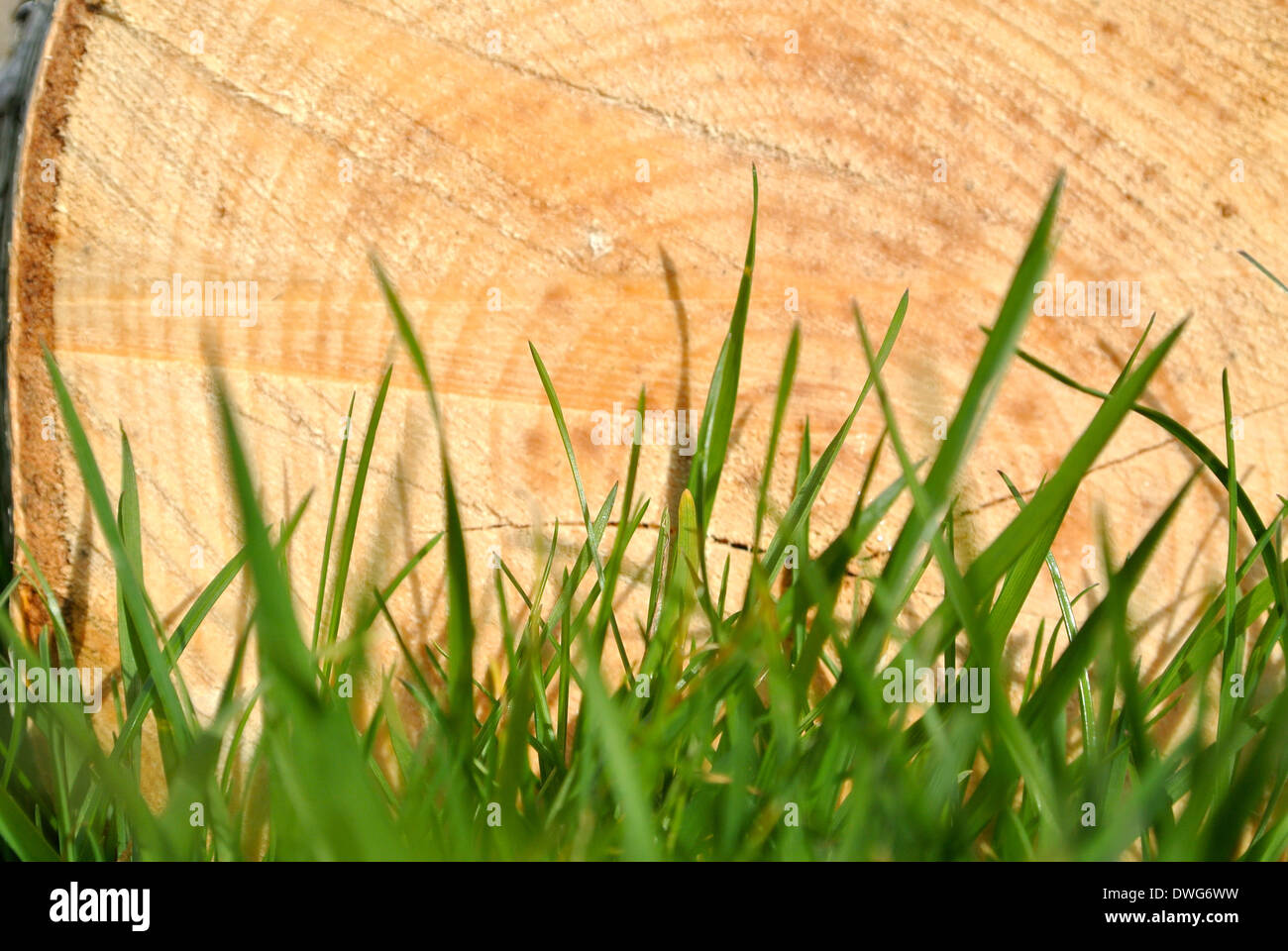 Spring grass hi-res stock photography and images - Alamy