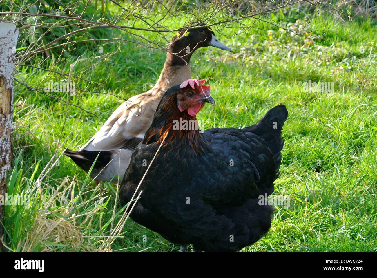 Chicken spring hi-res stock photography and images - Alamy