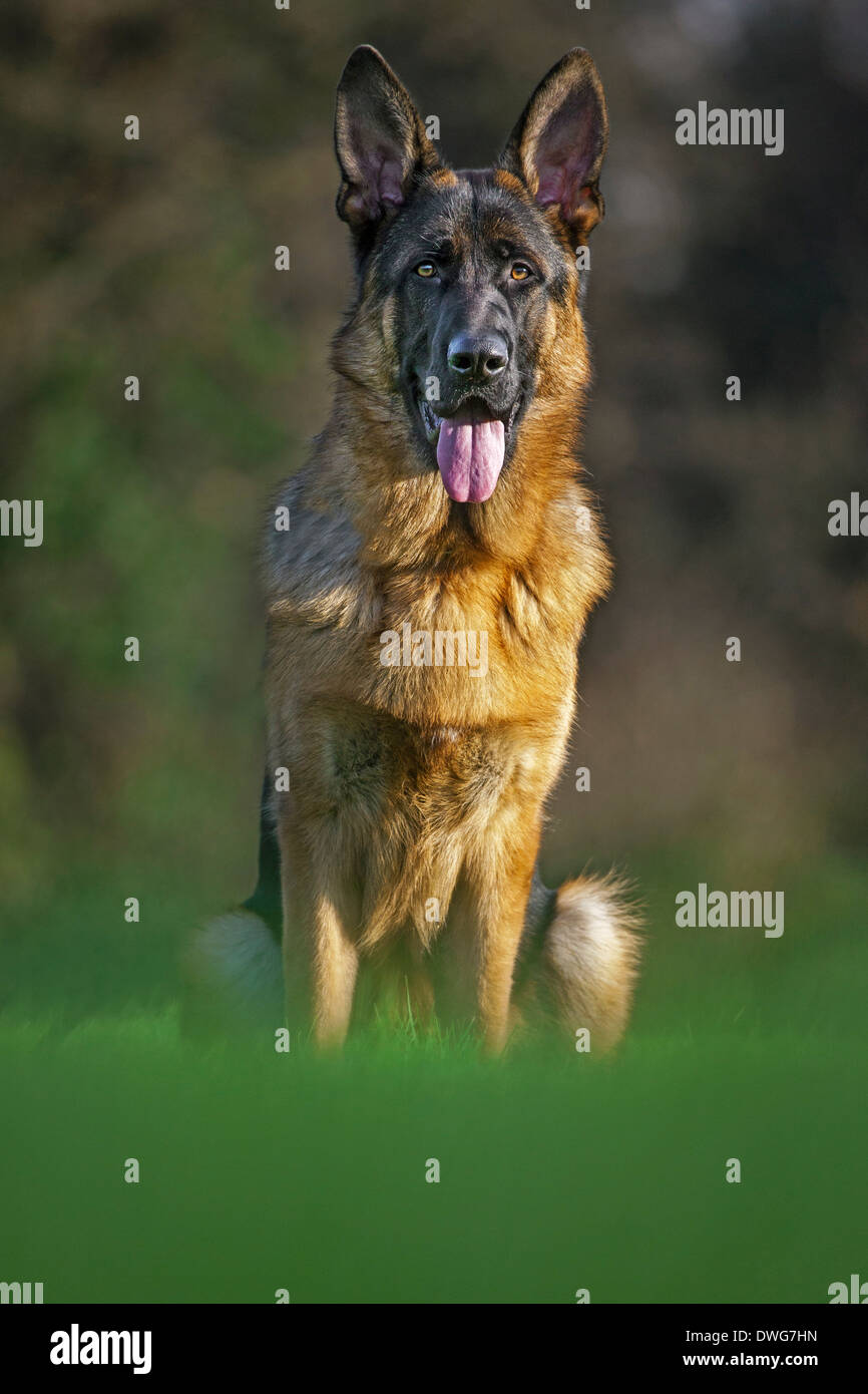 German shepherd dog (Canis lupus familiaris) sitting in garden Stock ...
