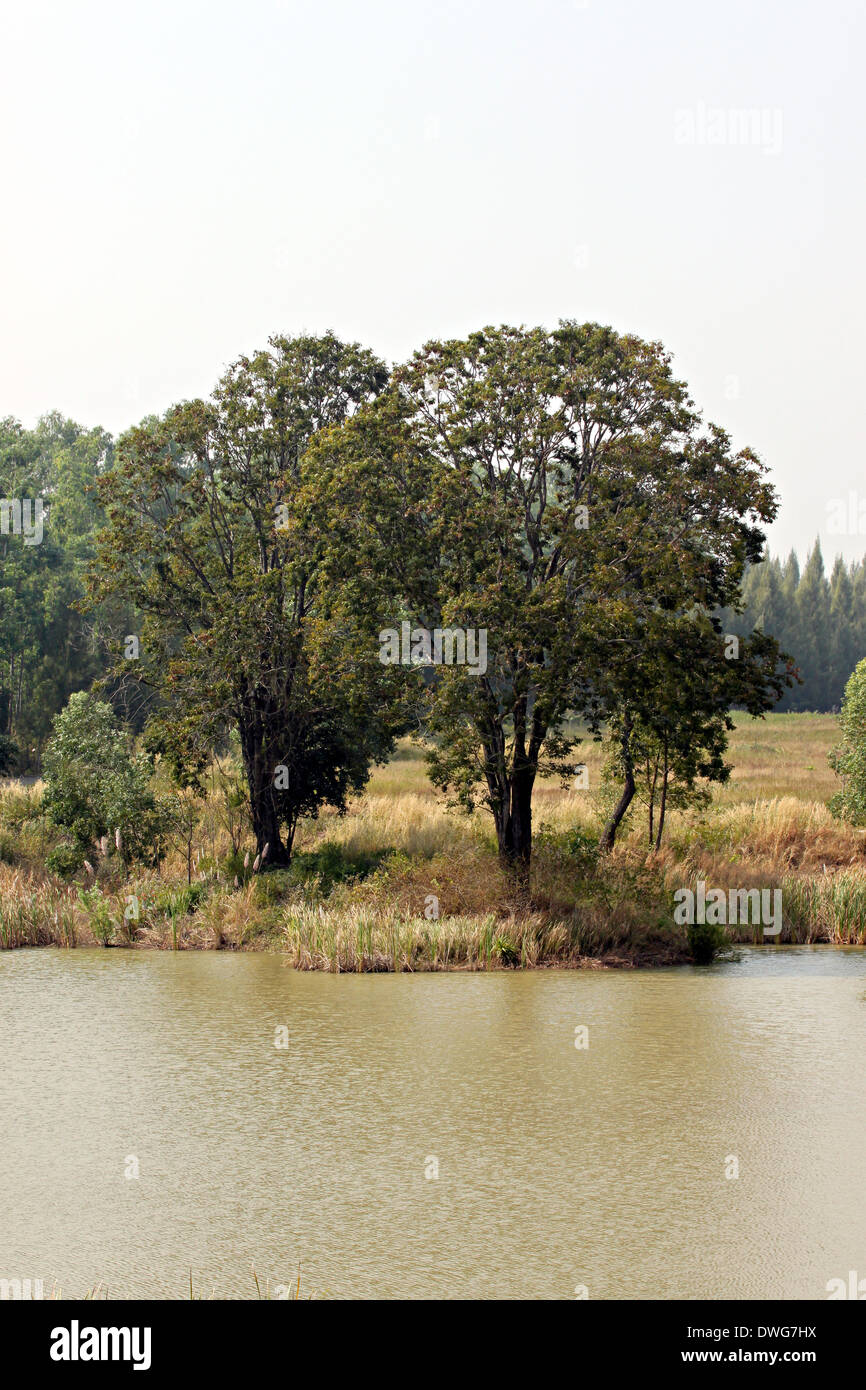 Trees beside mountain hi-res stock photography and images - Alamy