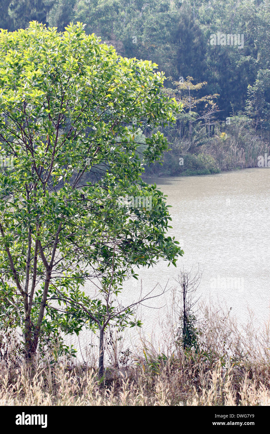 Trees beside a lake in summer Stock Photo - Alamy