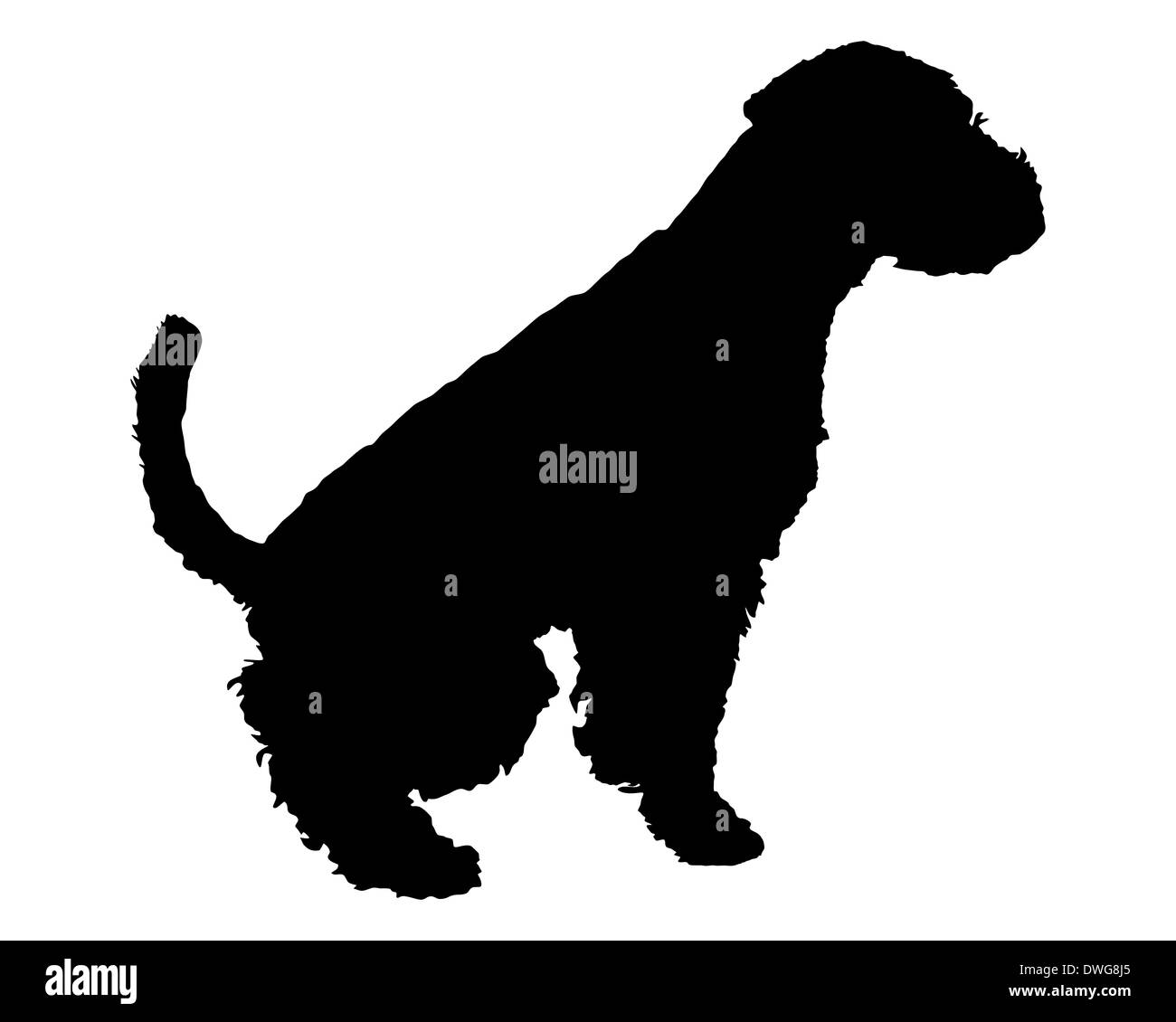 Welsh terrier Black and White Stock Photos & Images - Alamy