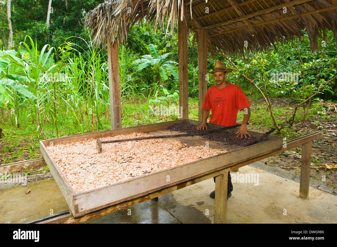Farm worker drying cocoa beans, Baracoa Stock Photo - Alamy