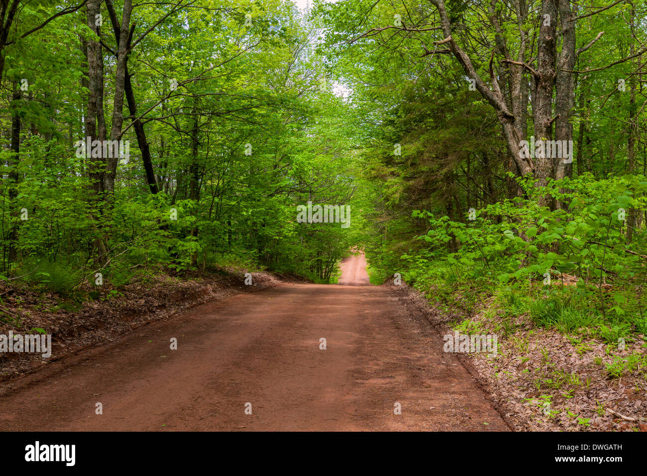 Clay dirt road with a canopy of deciduous trees in rural Prince Edward ...