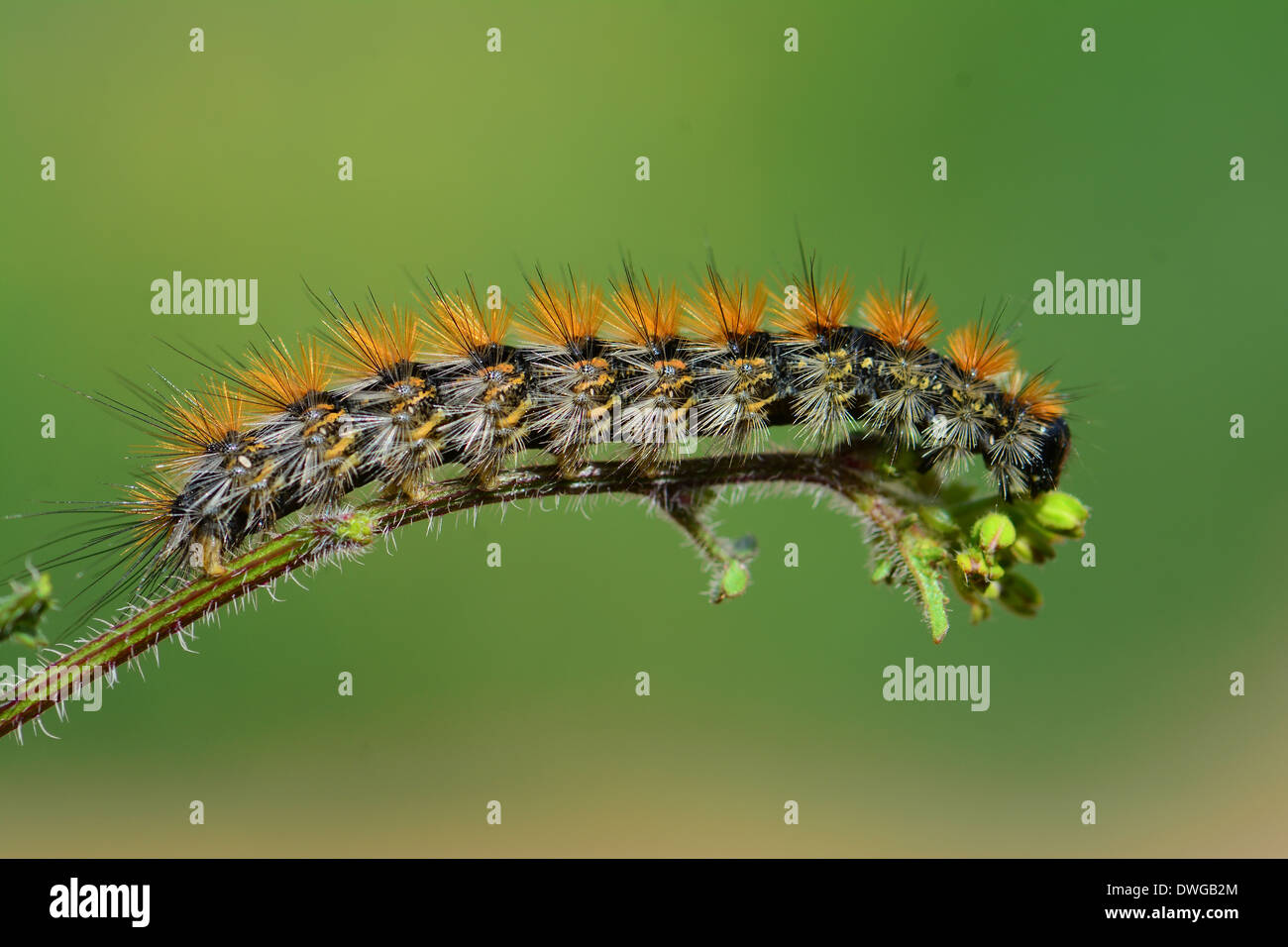 Caterpillar eating flower buds Stock Photo - Alamy