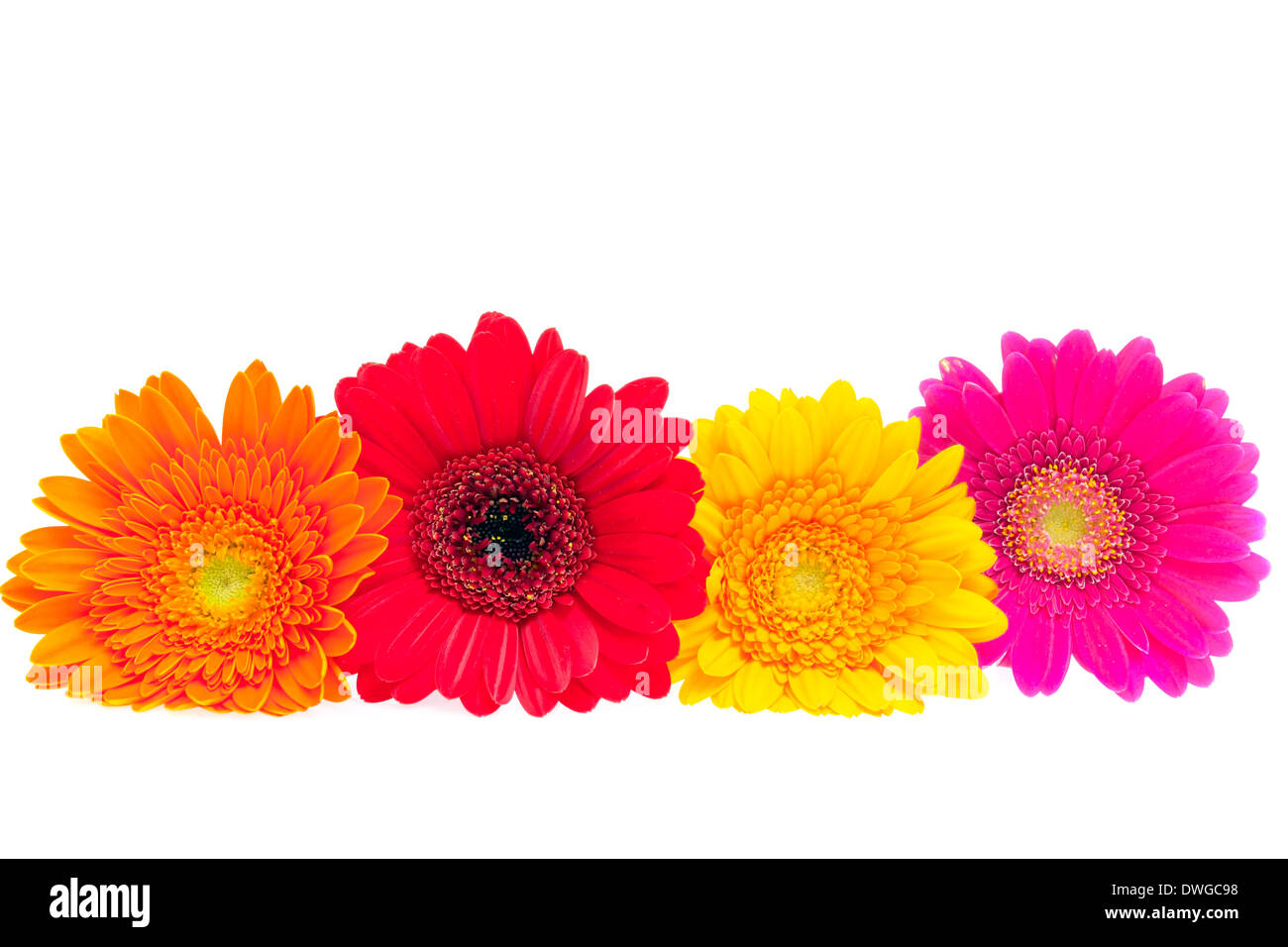 Gerber Daisy isolated on white background Stock Photo - Alamy