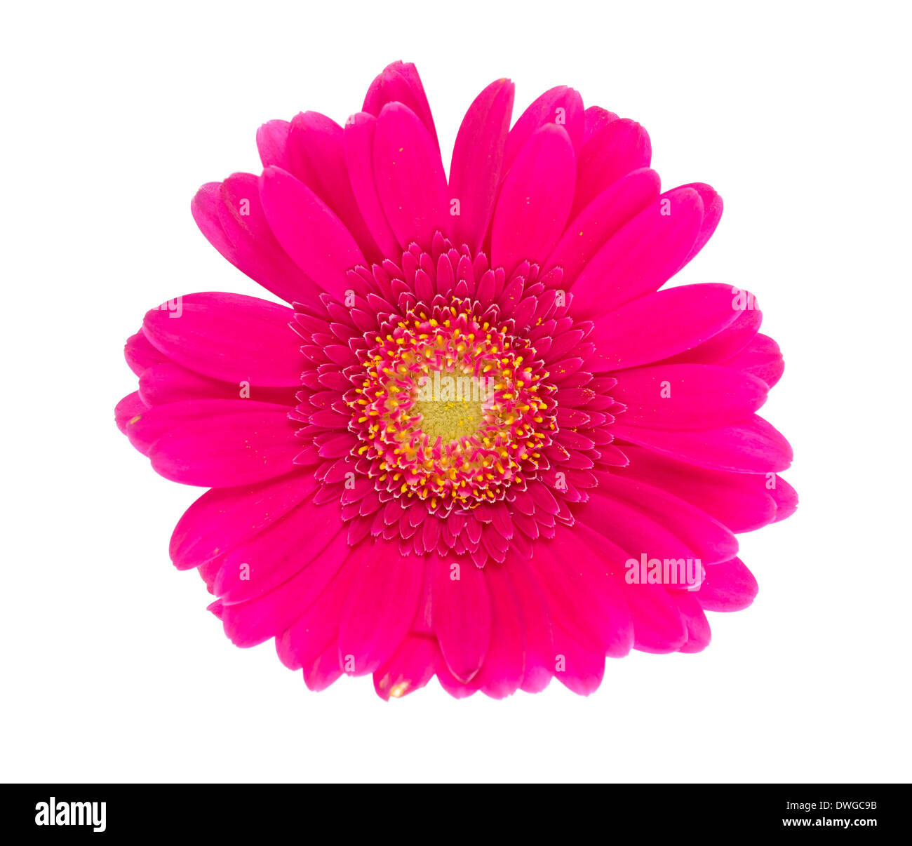 White gerber hi-res stock photography and images - Alamy