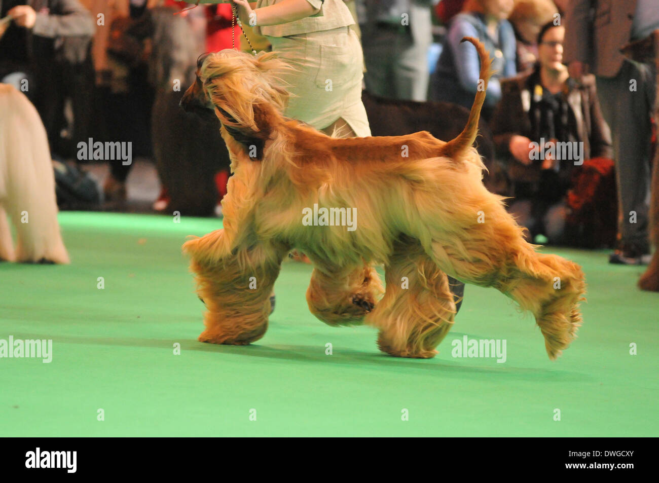 Beautifulcoat High Resolution Stock Photography and Images - Alamy