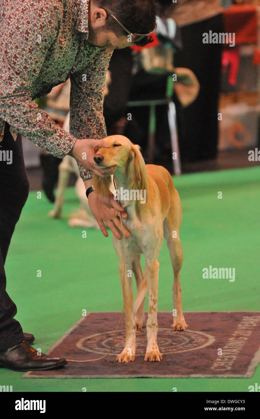 Kennelclub High Resolution Stock Photography and Images - Alamy