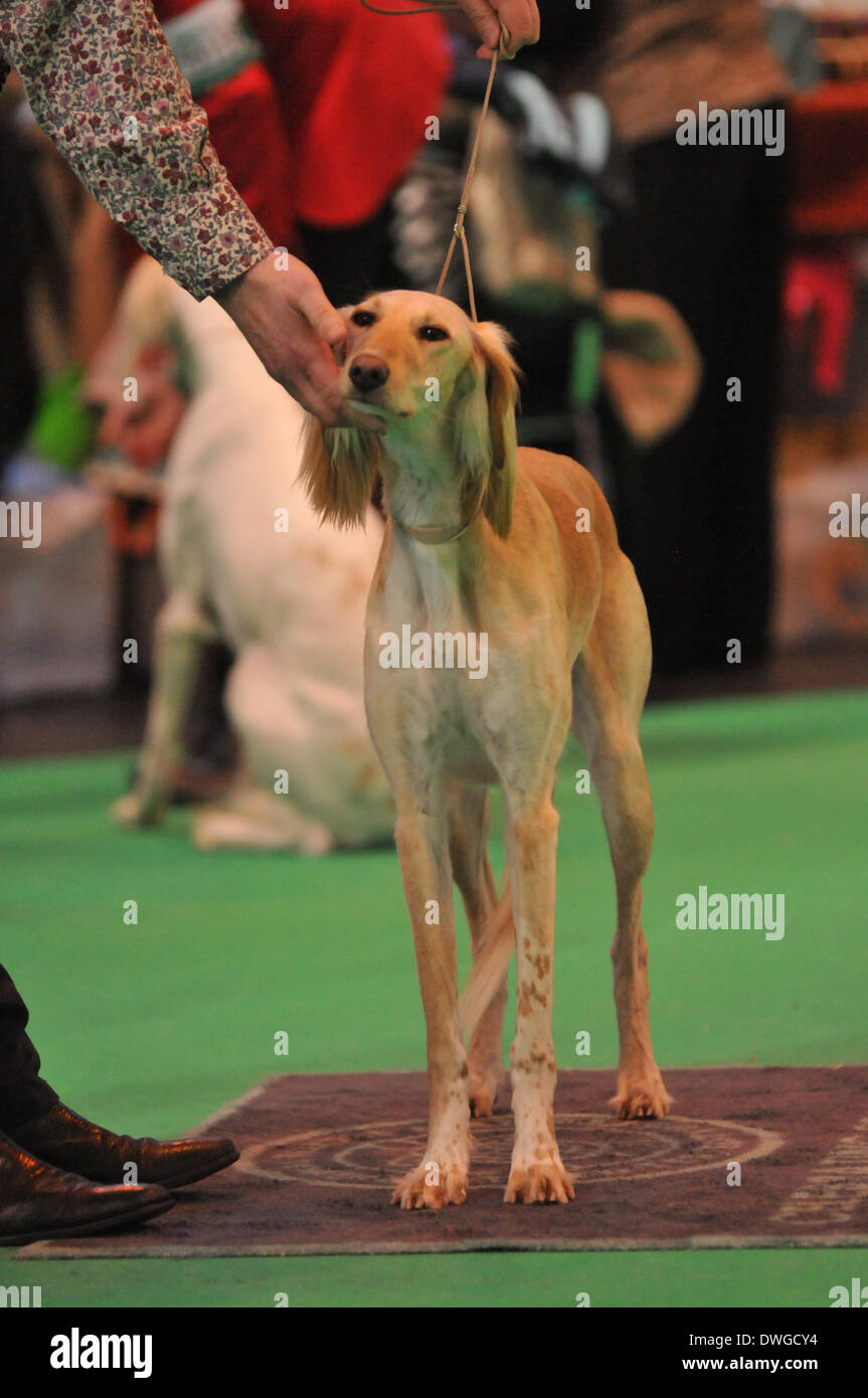 Best_in_show hi-res stock photography and images - Alamy