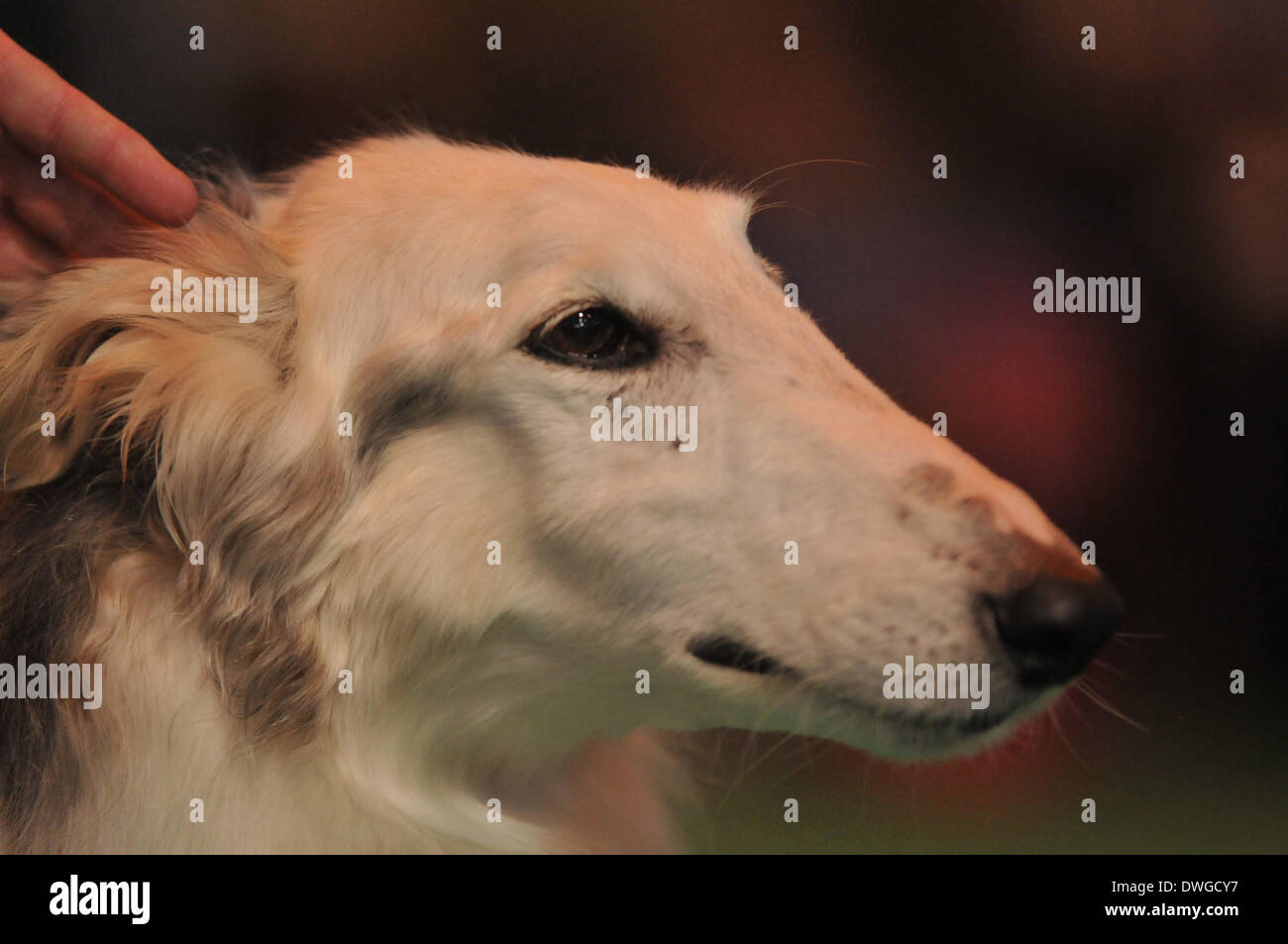 Afghan hound face hi-res stock photography and images - Alamy