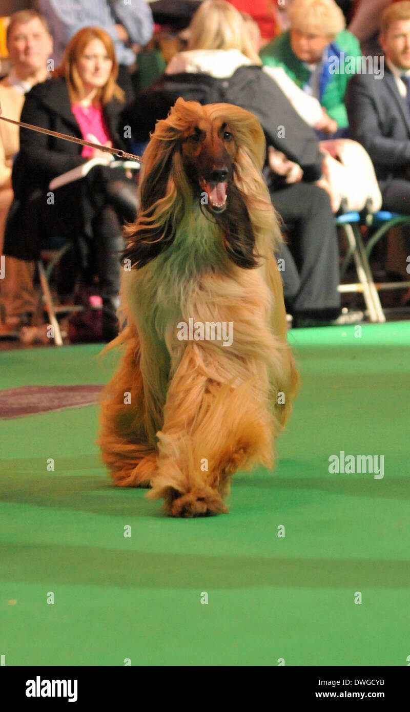 Kennelclub High Resolution Stock Photography and Images - Alamy