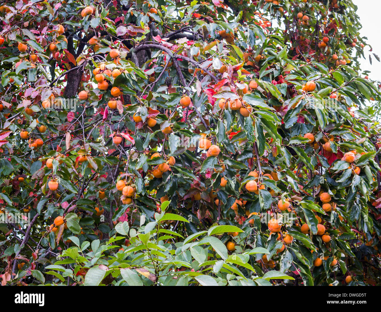 Pomegranate tree hi-res stock photography and images - Alamy