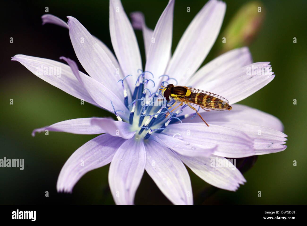 Pollination behavior hi-res stock photography and images - Alamy