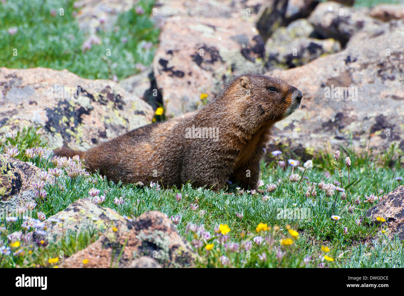 Yellow bellied marmot colorado hi-res stock photography and images - Alamy