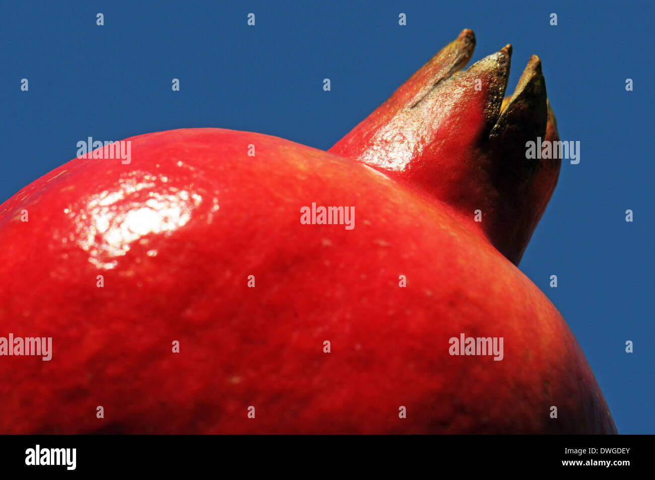 Pomegranate crown hi-res stock photography and images - Alamy