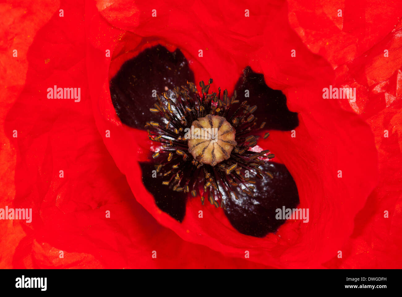 Poppy flower above hi-res stock photography and images - Alamy