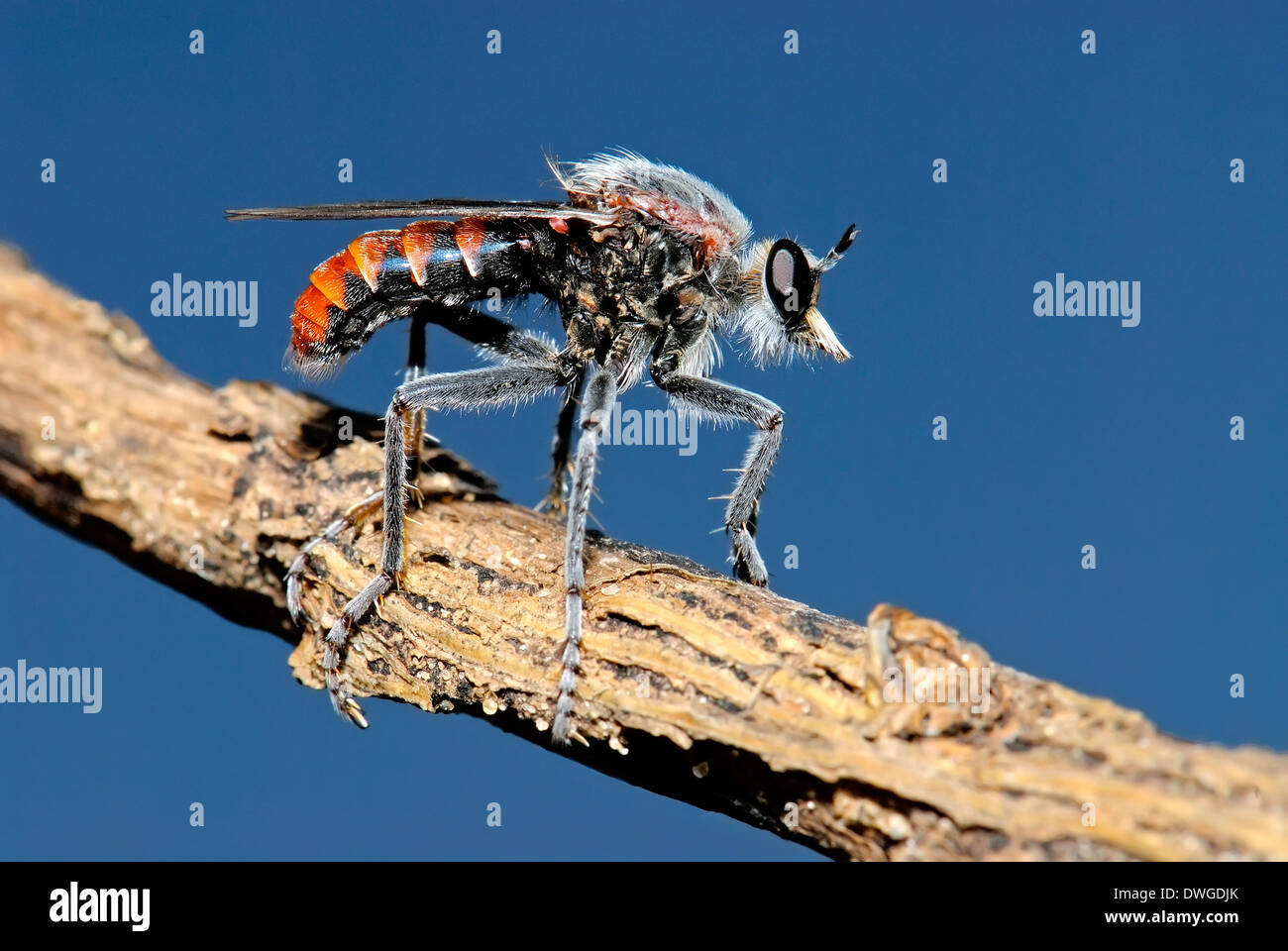 Robber fly hunting hi-res stock photography and images - Alamy