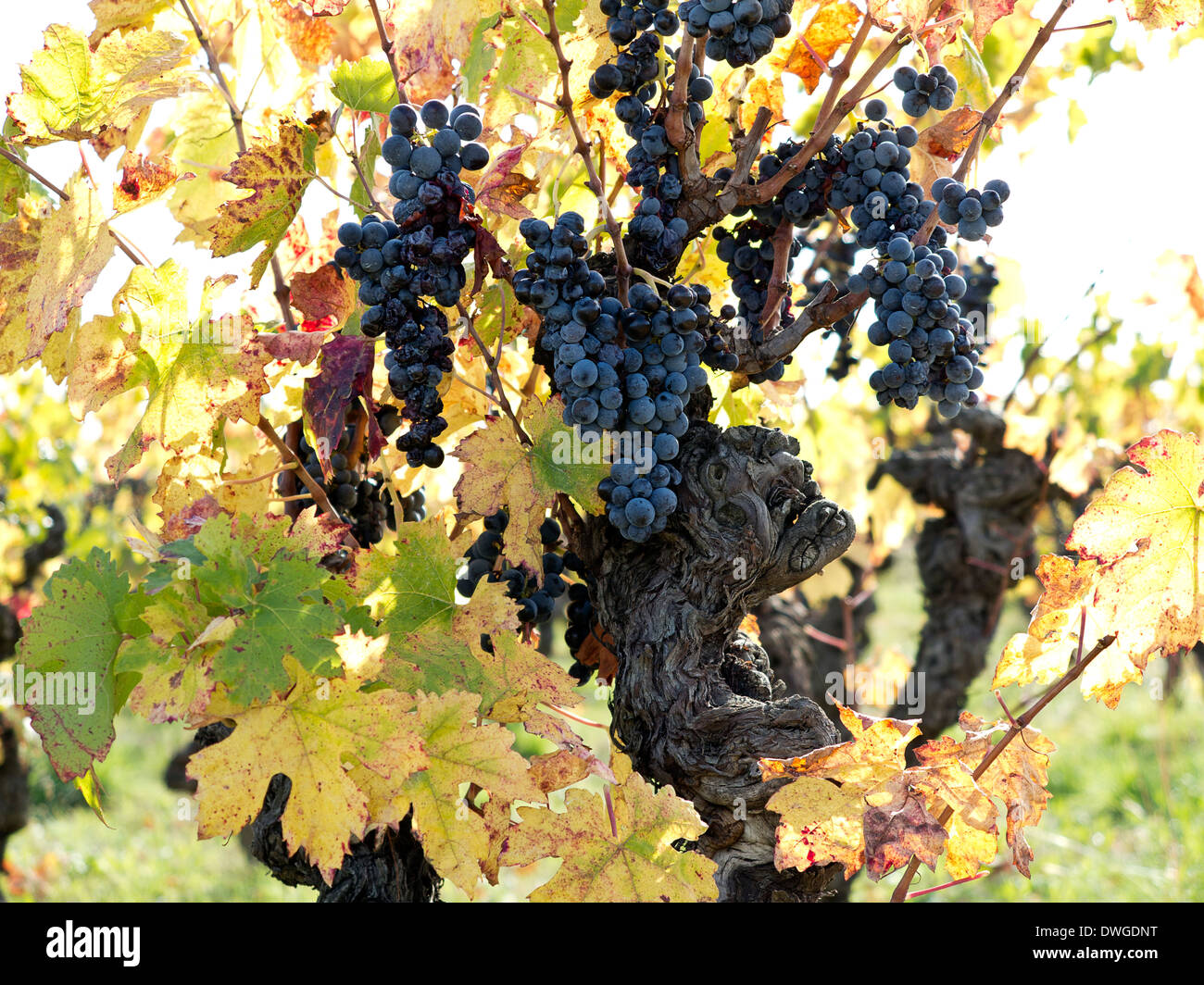 Dark purple wine grapes on a vine with brightly colored leaves Stock ...