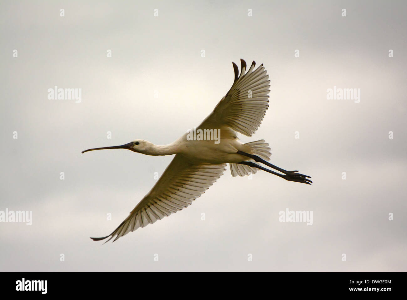 Flying spoonbills hi-res stock photography and images - Alamy