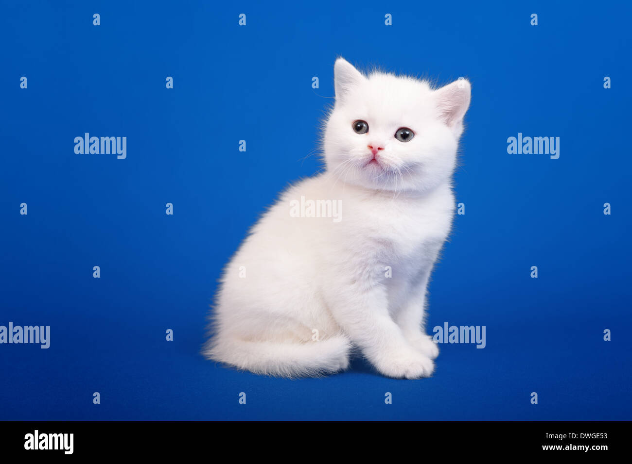 White Scottish purebred cat is sitting on blue background Stock Photo ...