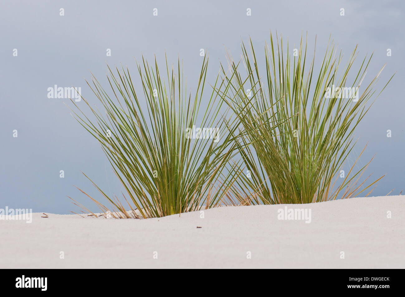 Soaptree yucca plant hi-res stock photography and images - Alamy