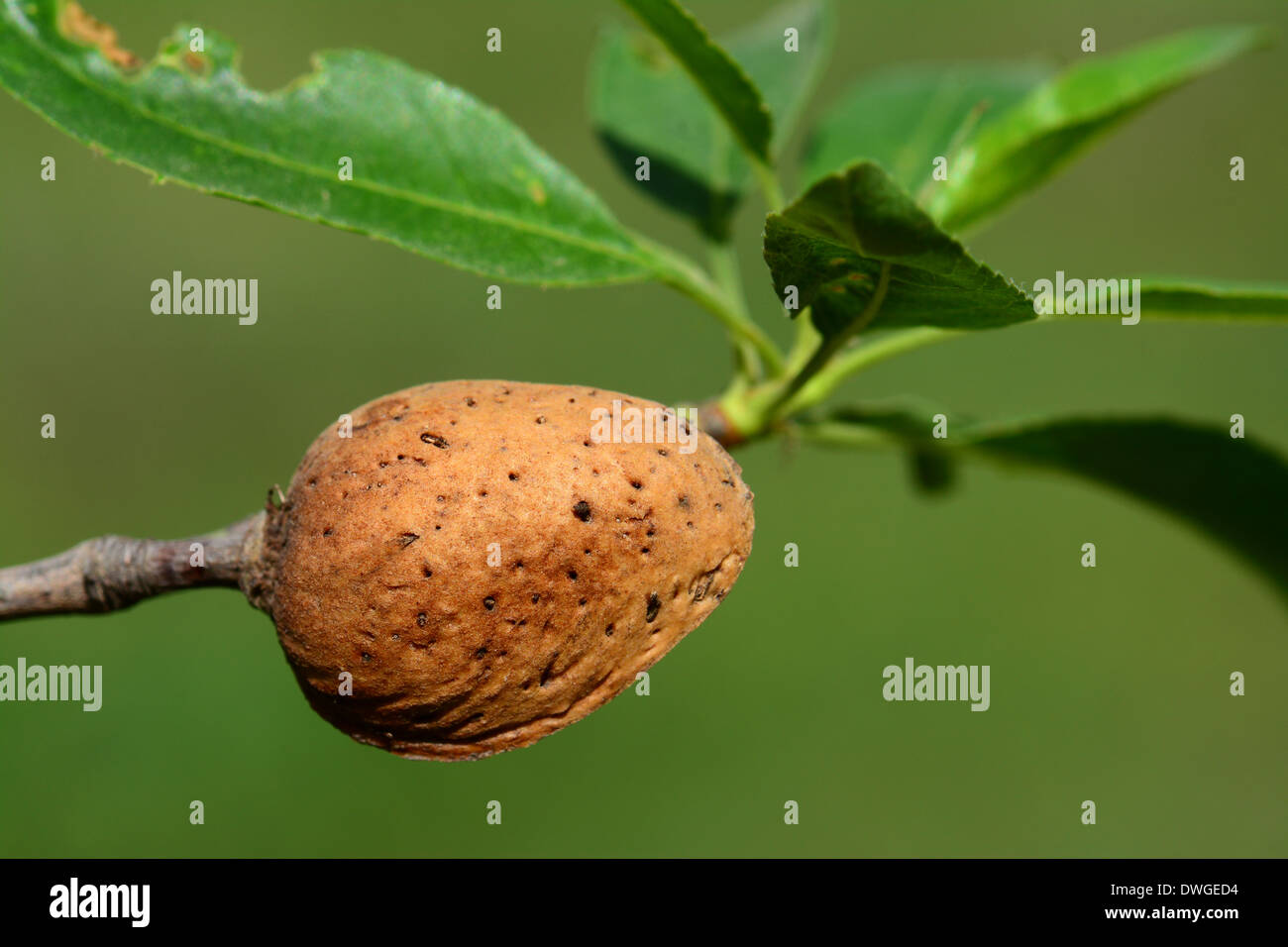 Wild almond on Tree Stock Photo - Alamy