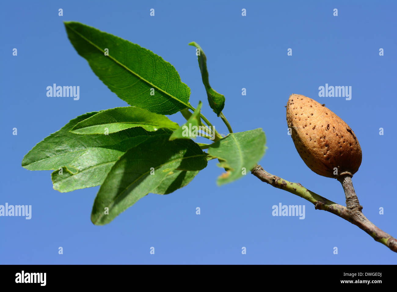 Almond tree leaf hi-res stock photography and images - Alamy