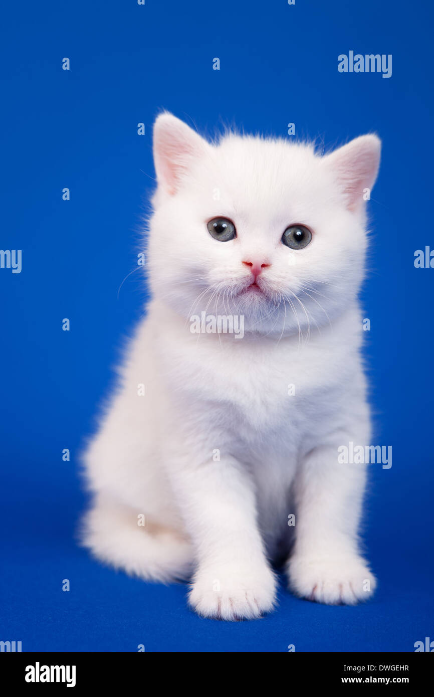 Cute white baby cat hi-res stock photography and images - Alamy