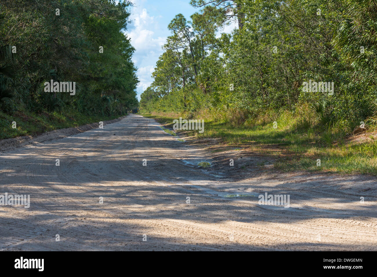 Sunlight dapple hi-res stock photography and images - Alamy