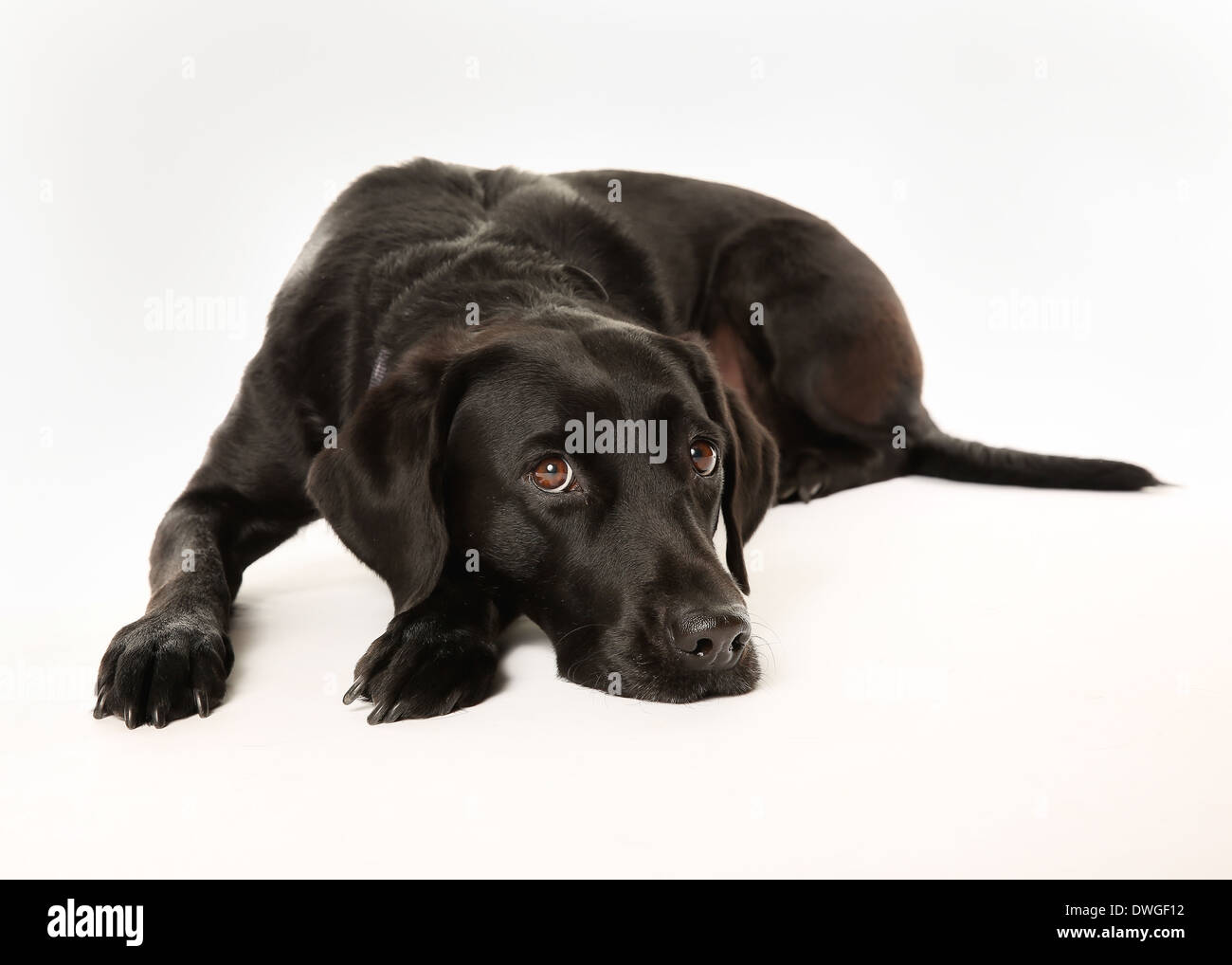 Sad and tired black labrador. Studio shot Stock Photo - Alamy