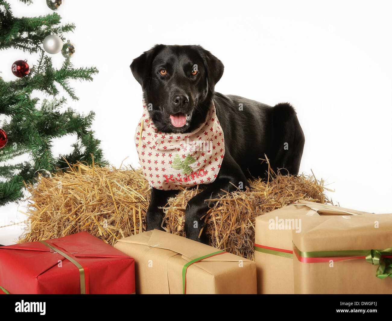 Dog facing camera hi-res stock photography and images - Alamy
