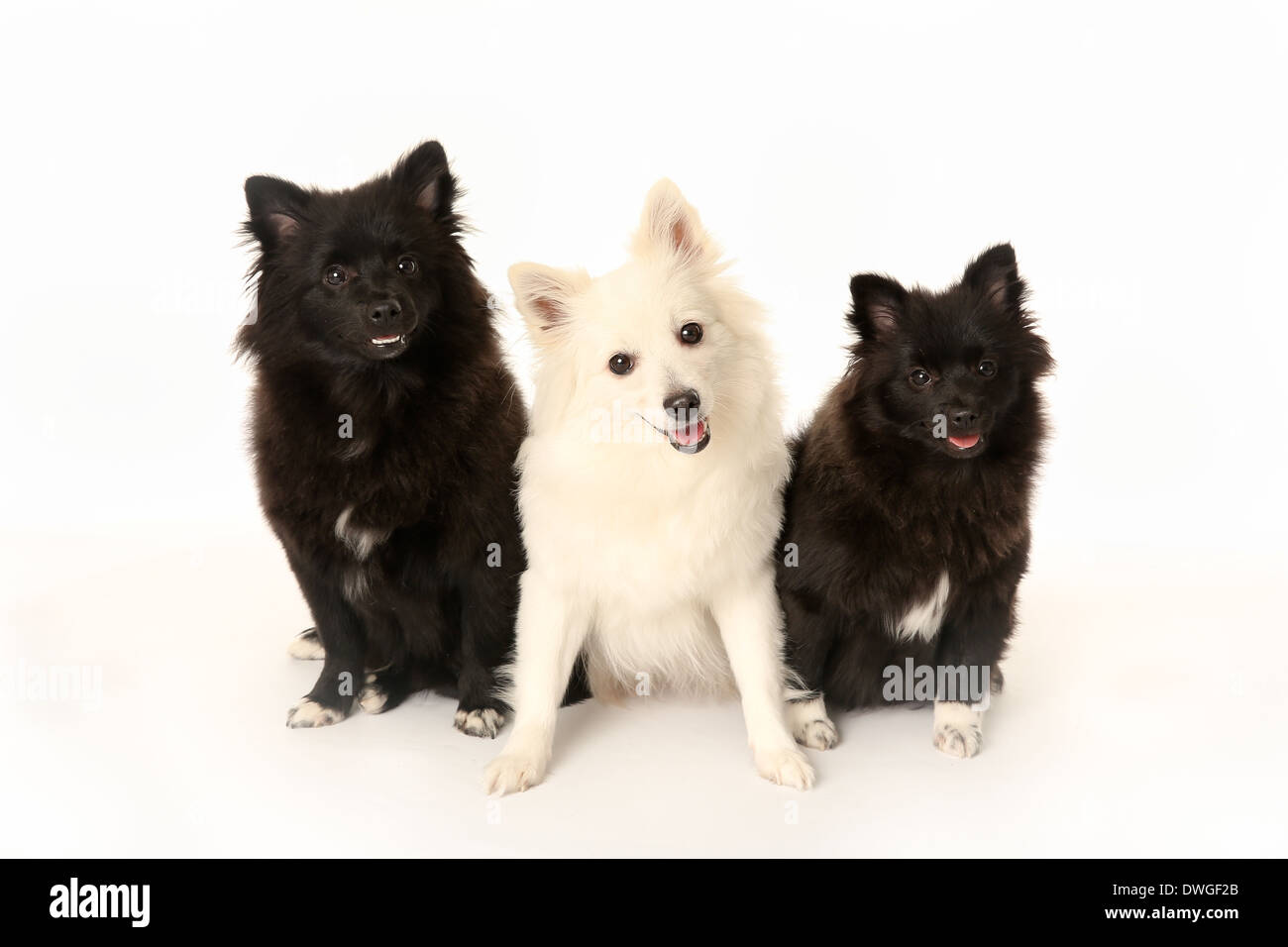 A line-up of three volpino italiano dogs. Isolated on white Stock Photo ...