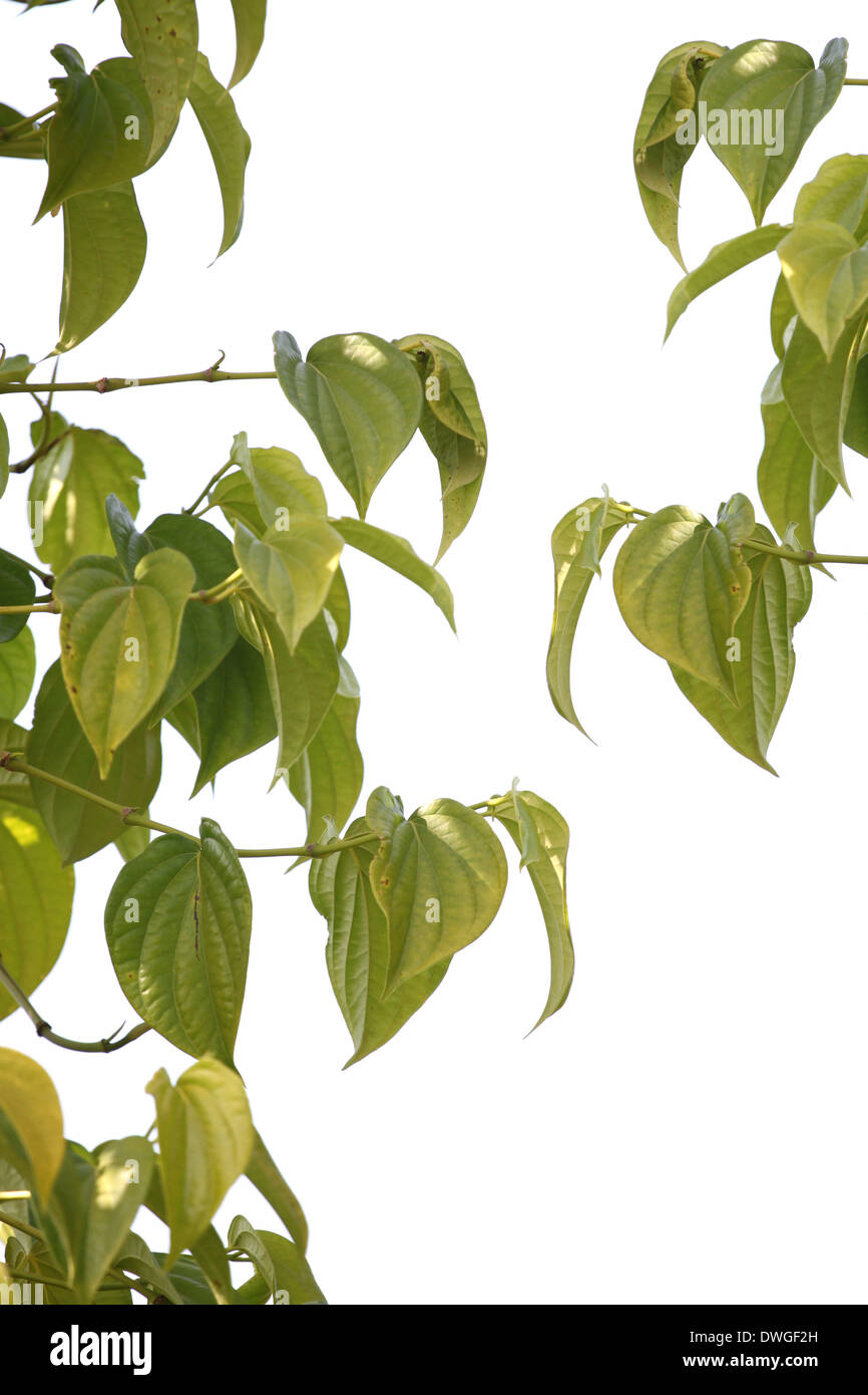 Betel tree hi-res stock photography and images - Alamy