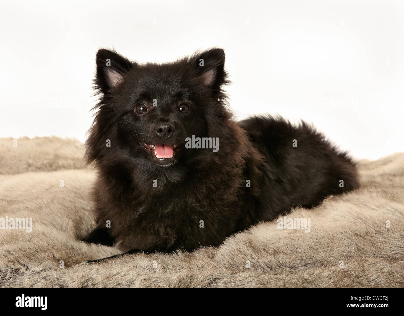 Volpino High Resolution Stock Photography and Images - Alamy