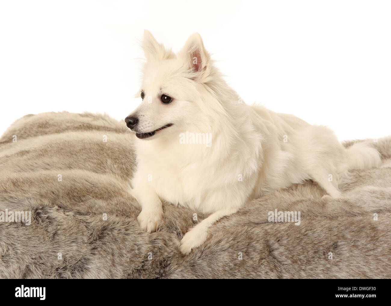 Volpino hi-res stock photography and images - Alamy